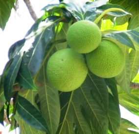 Saborcamagüeyano: Bread fruit (La fruta del pan)