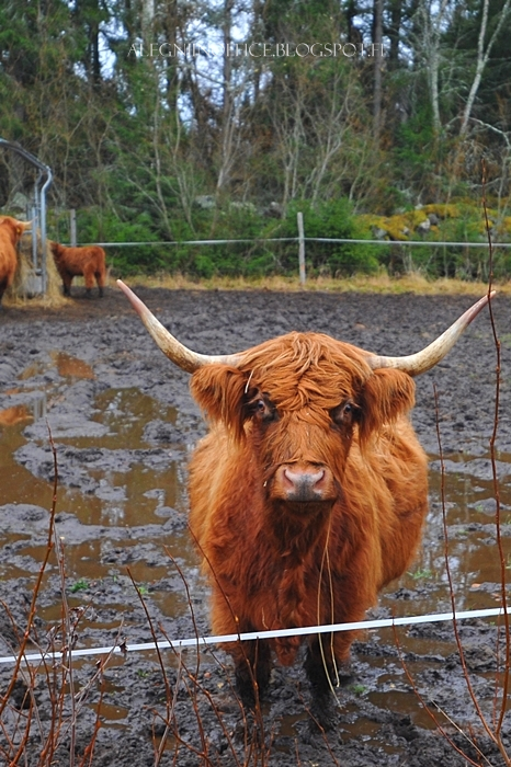 Välkommen till alegni in office: Närkontakt med en kossa