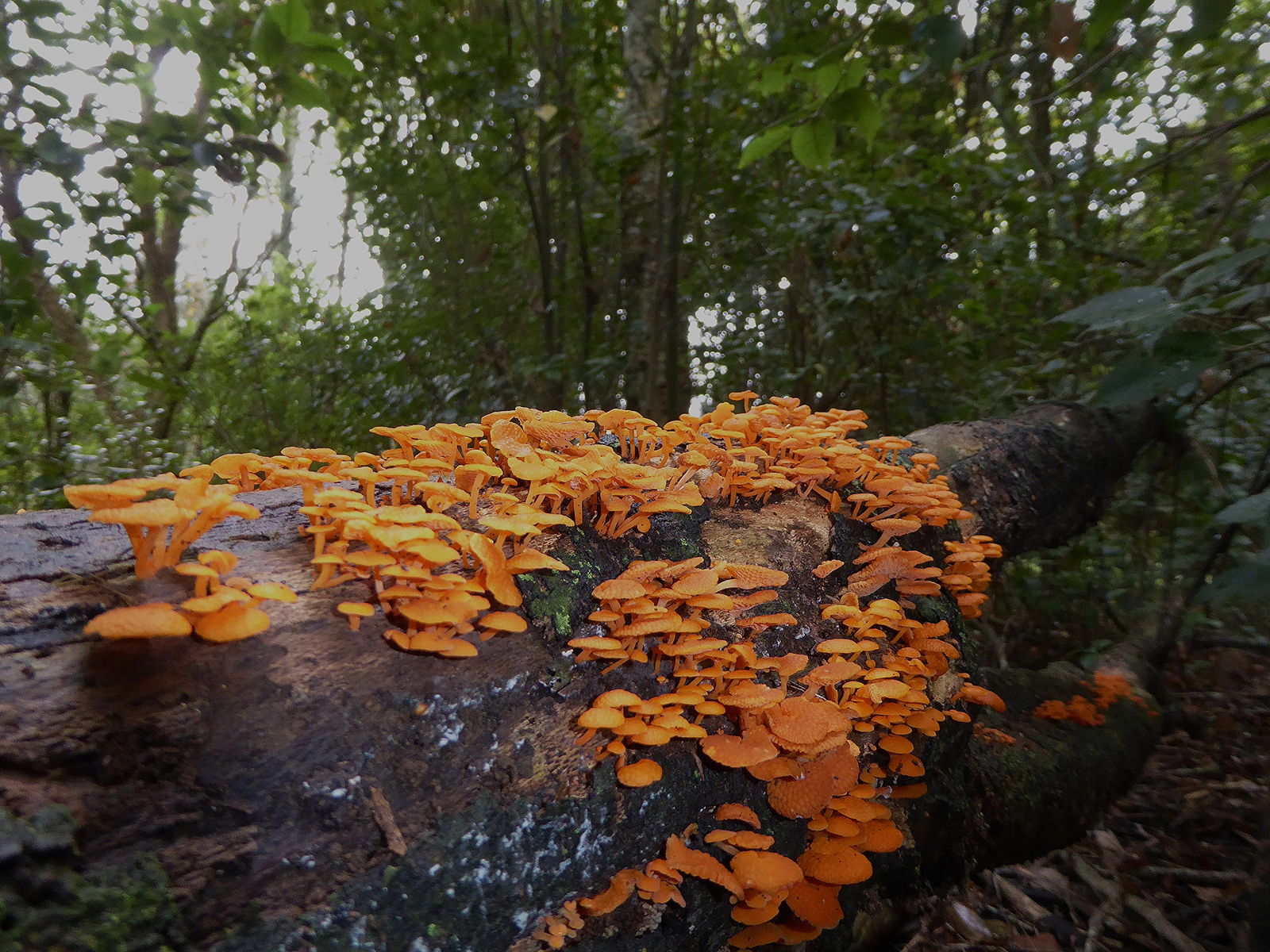 Real Monstrosities: Orange Pore Fungus