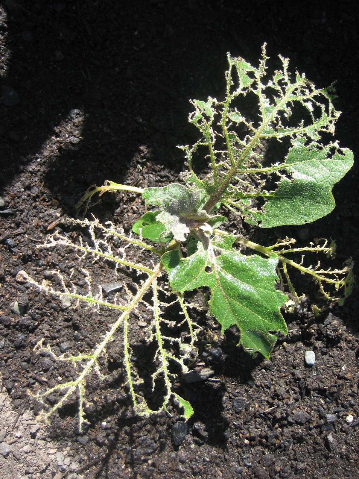 The Tacoma Kitchen Garden Journal: Earwig Damage