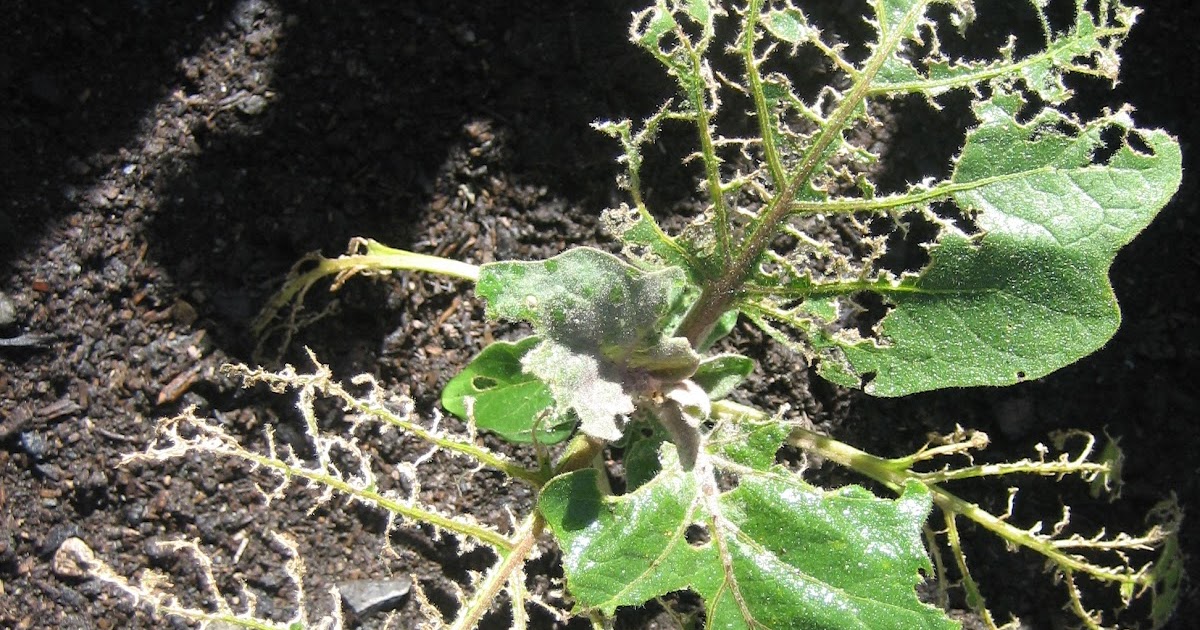 The Tacoma Kitchen Garden Journal: Earwig Damage