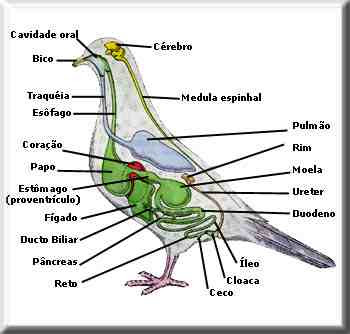 Comciência Ambiental: Anatomia de Aves