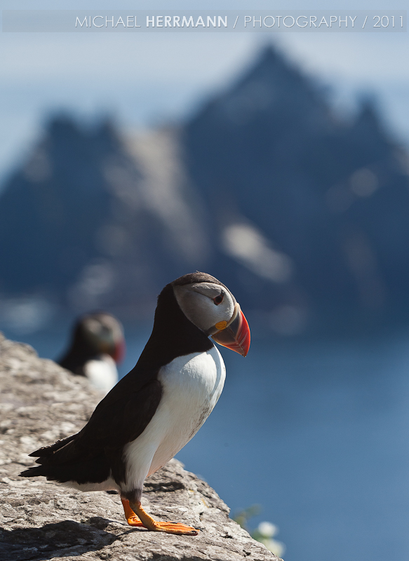 Landscape Photography in Kerry, Ireland: Skellig Birds, part six.