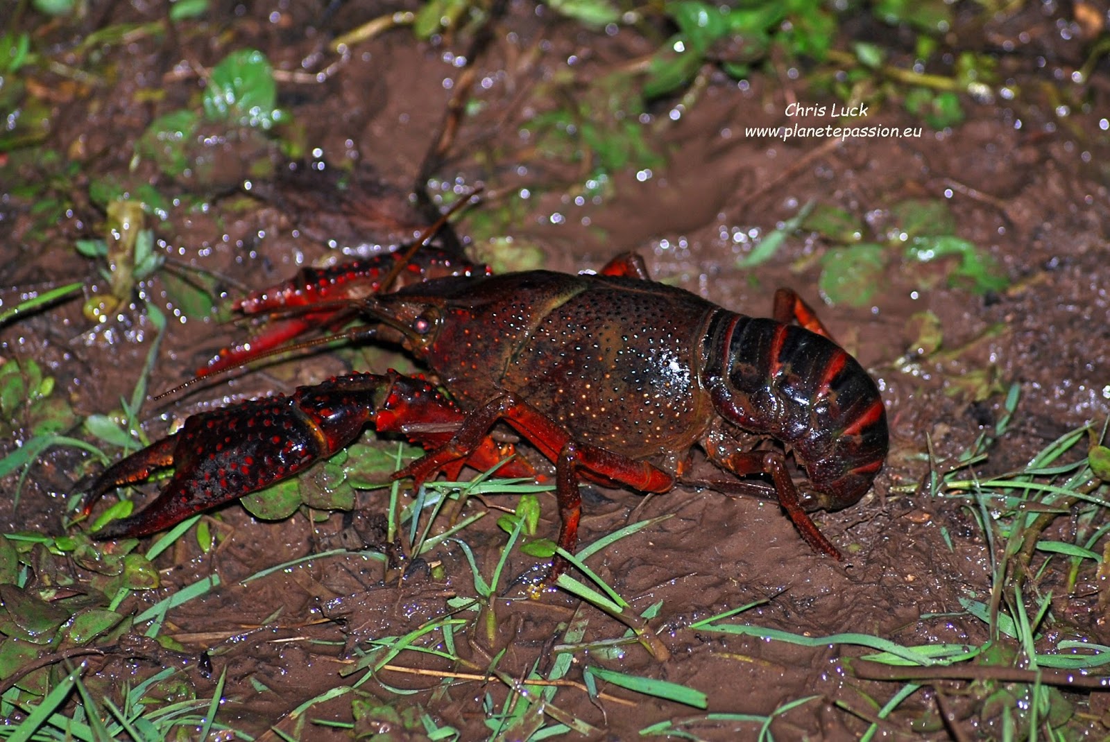French wildlife and beekeeping: A few French frogs and newts at Chaunay.