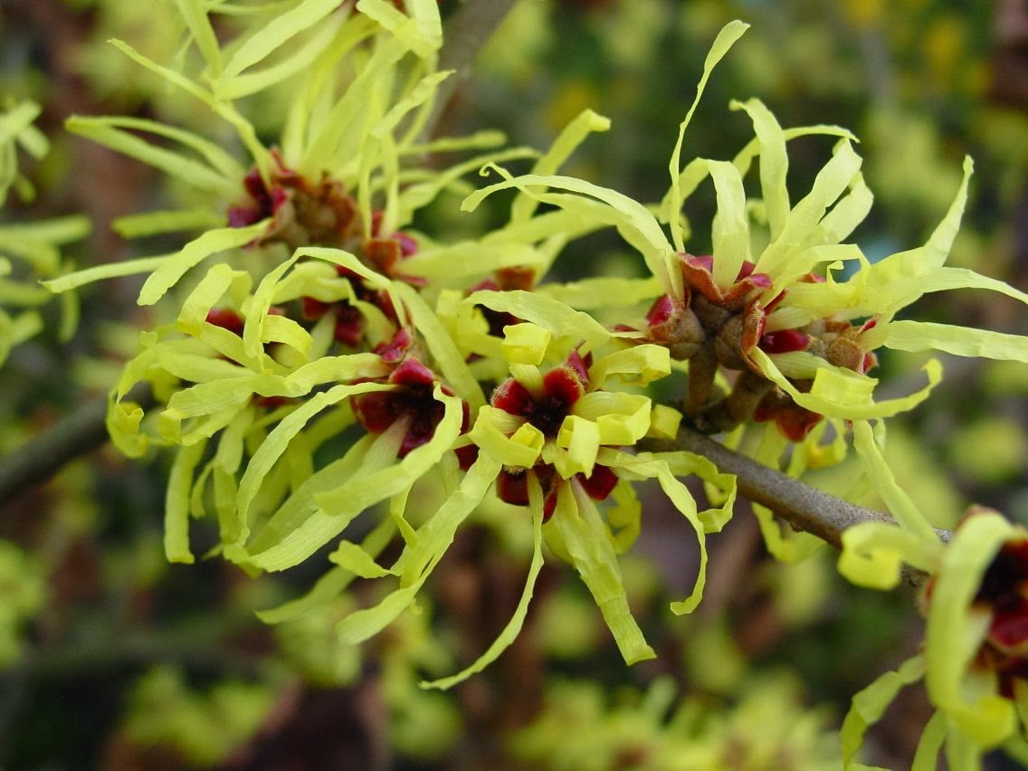 HOW TO GROW WITCH HAZEL FROM SEED - Hamamelis species |The Garden of Eaden