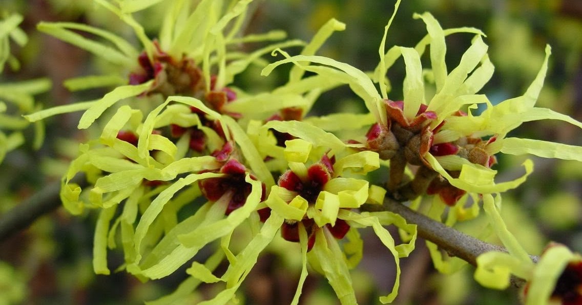 HOW TO GROW WITCH HAZEL FROM SEED - Hamamelis species |The Garden of Eaden