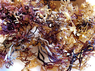 Chondrus crispus (Irish Moss)