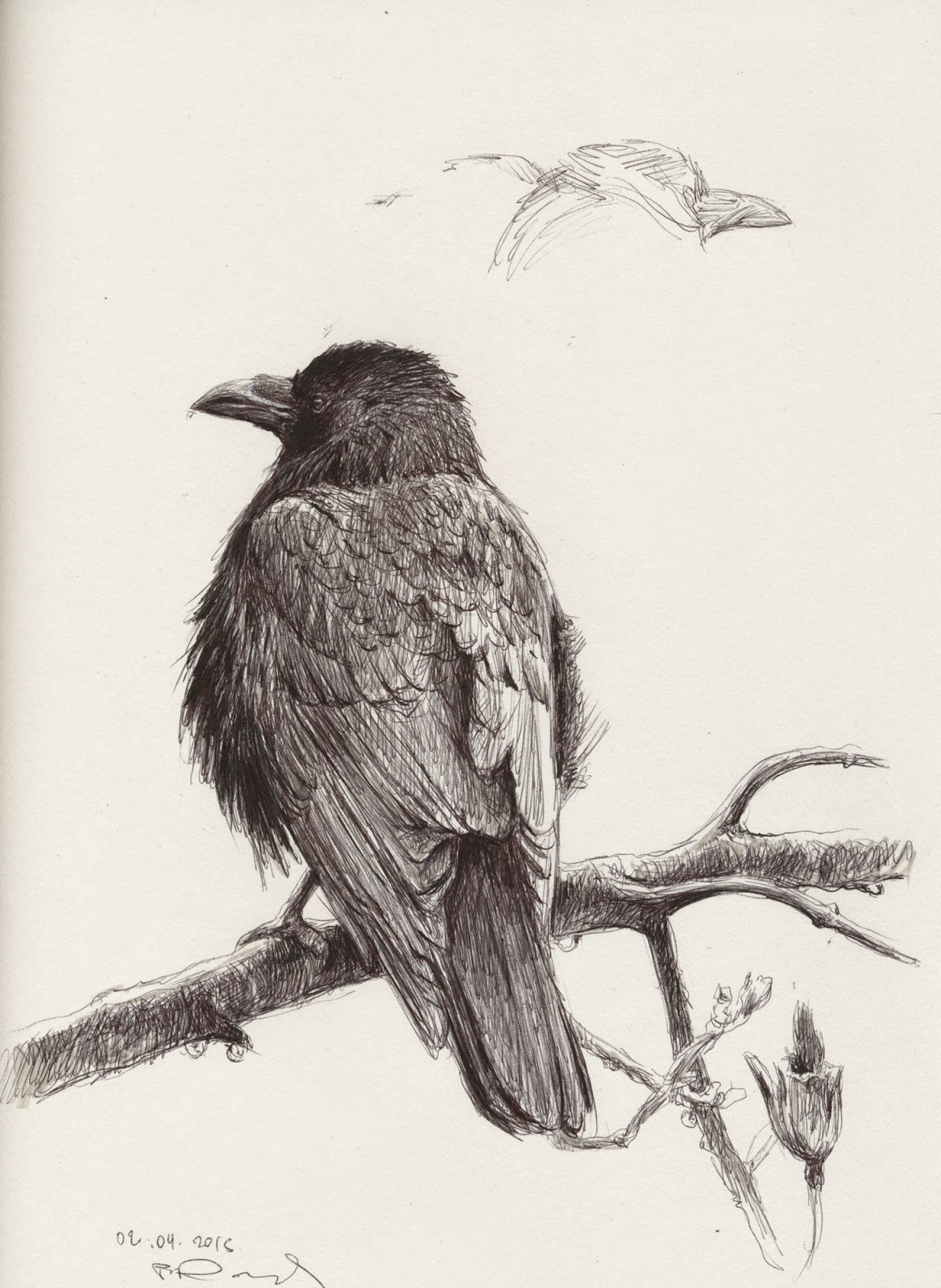 Carrion crow studies