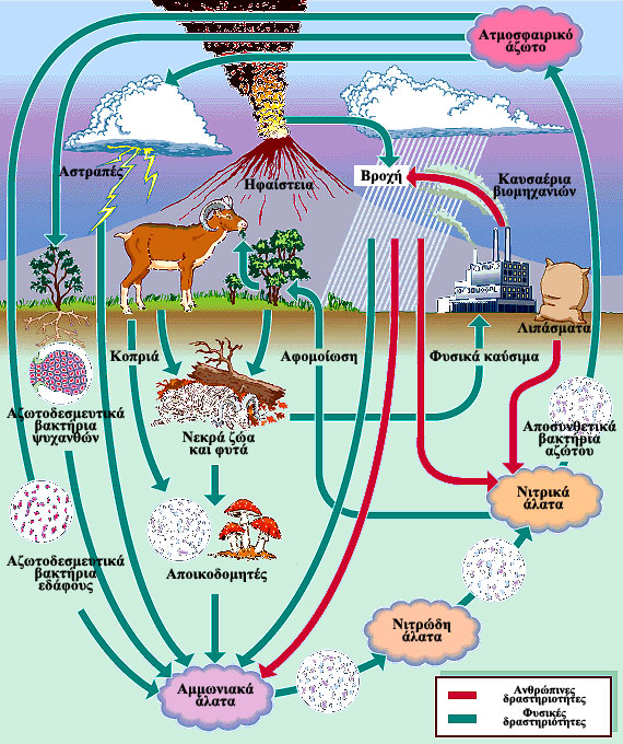 ΥΓΕΙΑ - SOS: Ο ΚΥΚΛΟΣ ΤΟΥ ΑΖΩΤΟΥ ...