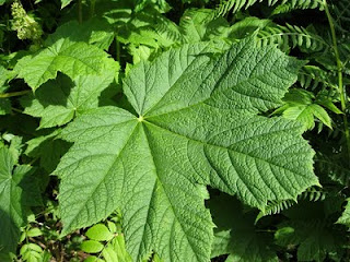 Elizabeth Victoria Wallace: Devil's Claw (Alaska)