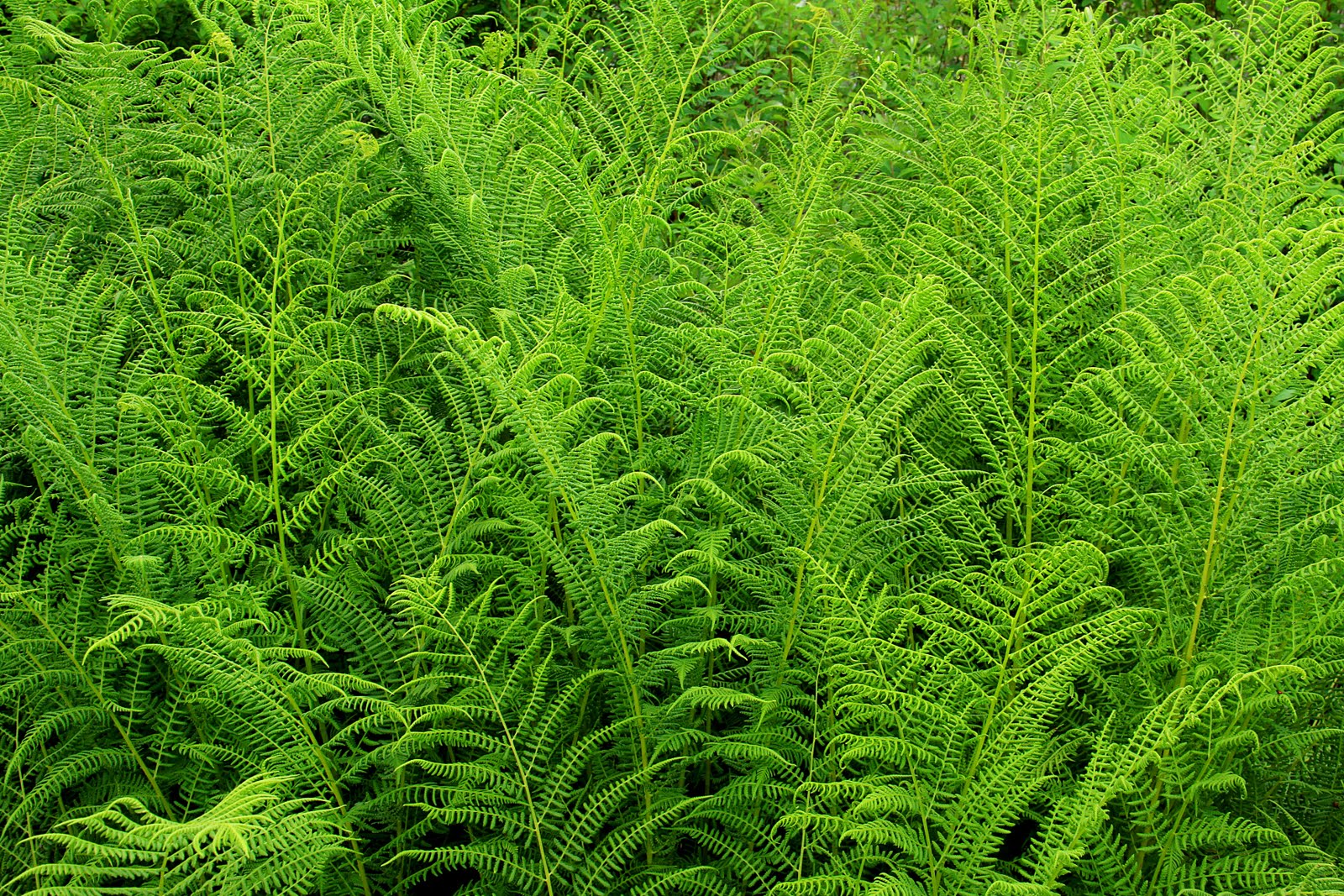 Pretty Pix: A Fabulous Frenzy of Feathery Ferns