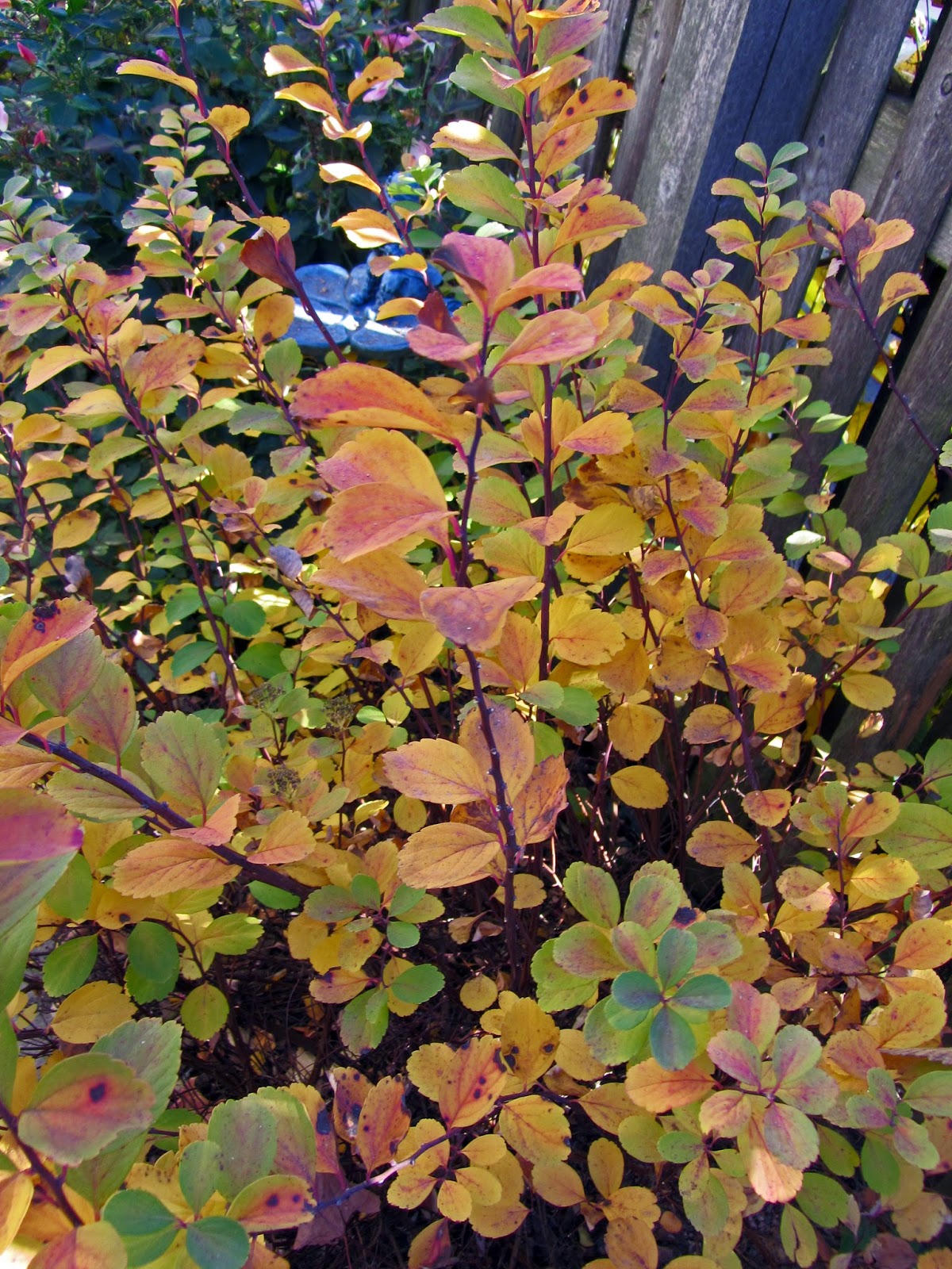 Gatsbys Gardens: Fall Color Is Not Just About The Trees!