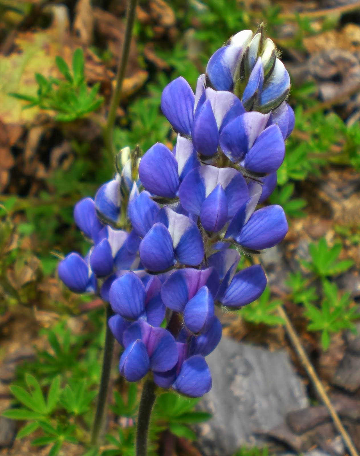 Lupinus mutabilis | Flores colombia