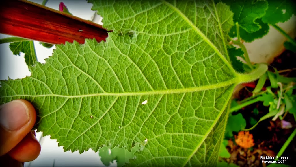 Meu Cantinho Verde: MALVA-ROSA, ALTEIA, ALCEA - ( Alcea rósea L. )