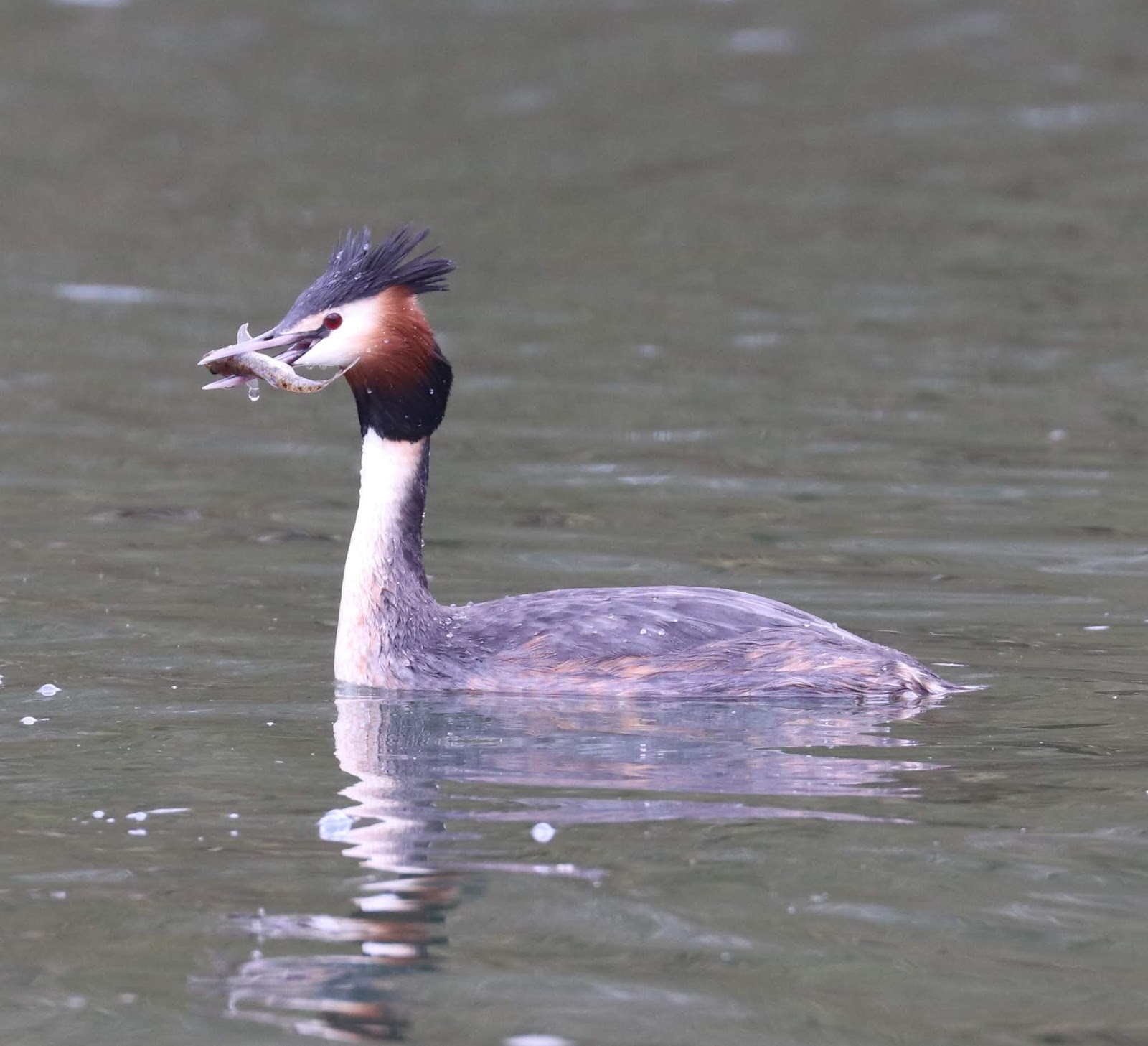 Cholsey Wildlife: Great-crested Grebe