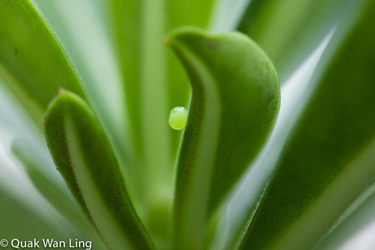 Big Bunny Trails: Life cycle of the Oleander Hawkmoth (Daphnis nerii)