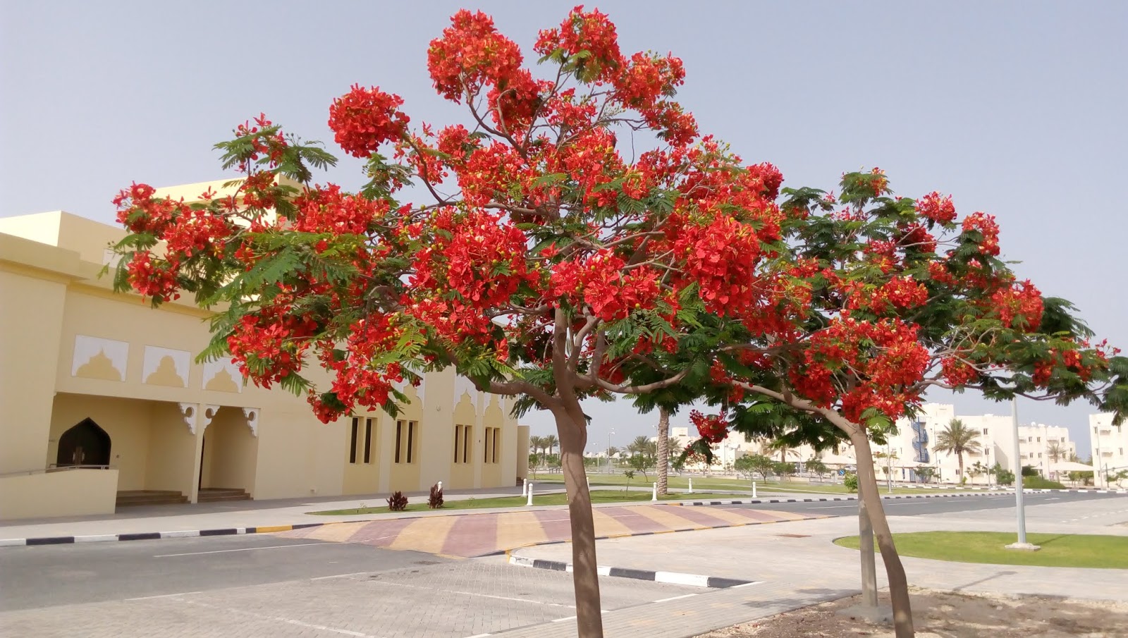 Terkeren 12+ Gambar Bunga Flamboyan Merah - Gambar Bunga Indah