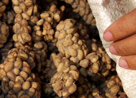 The Presurfer: 9 Strange Coffee Brews Around The World