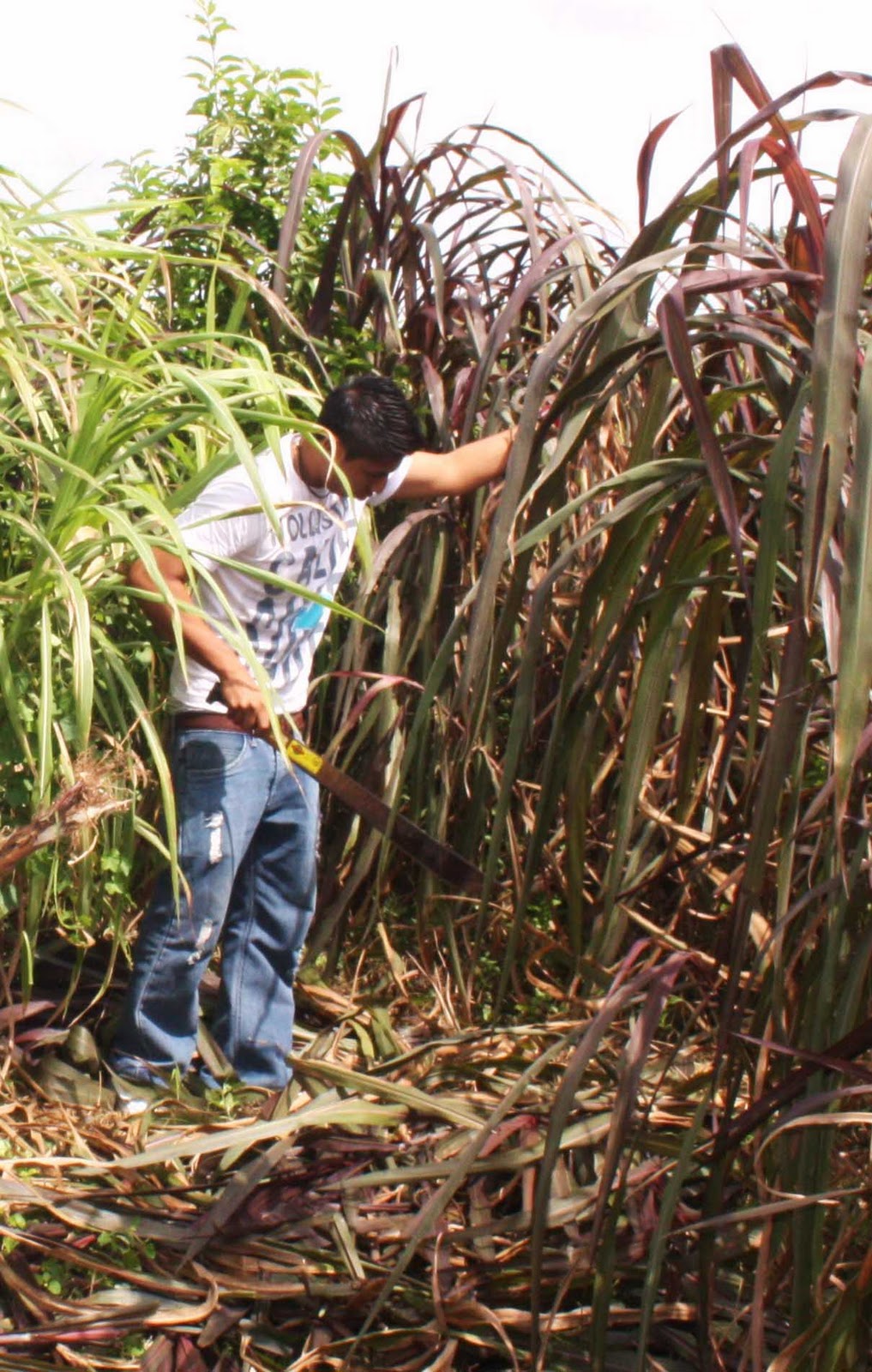 Corresponsales Indígenas: Campechanos conocen las bondades del pasto morado
