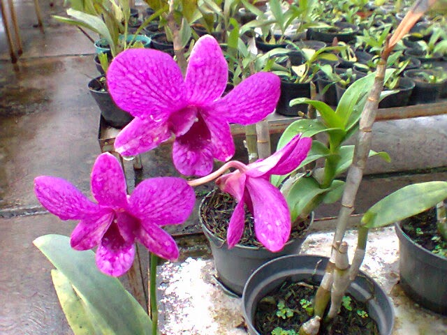 perbanyakan anggrek secara kultur jaringan