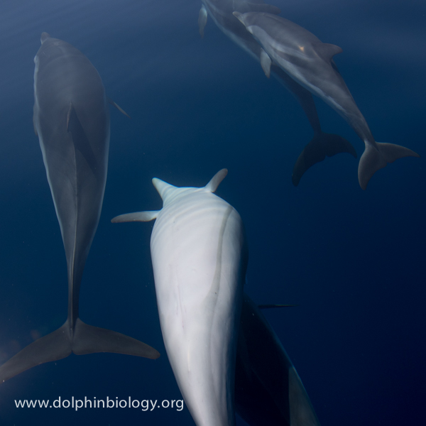 Dolphin Biology and Conservation: Bowriding and socializing