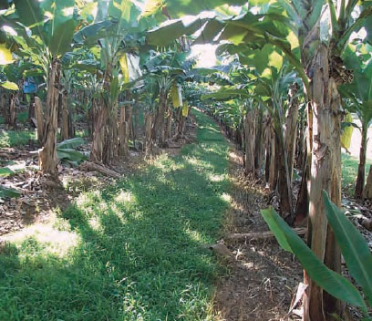 Profitable Banana Production