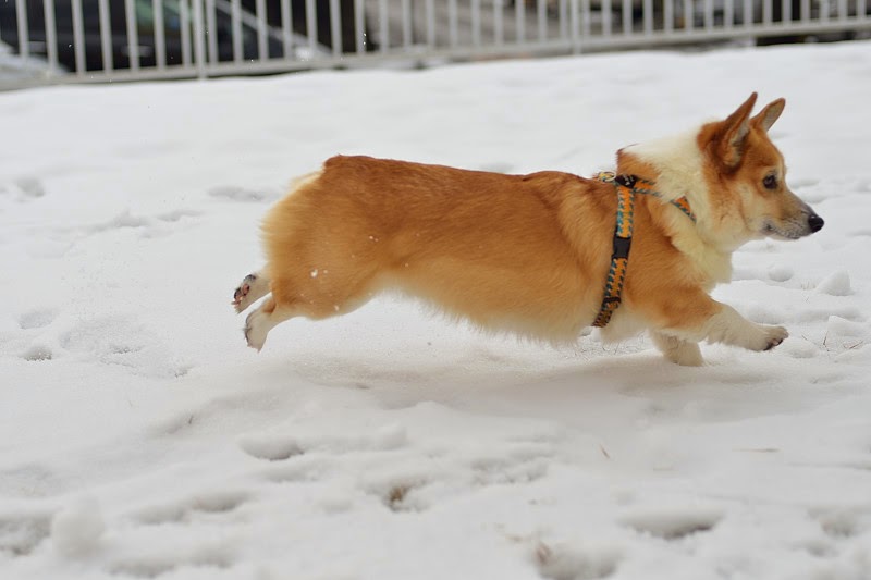 Japanese Corgi Life