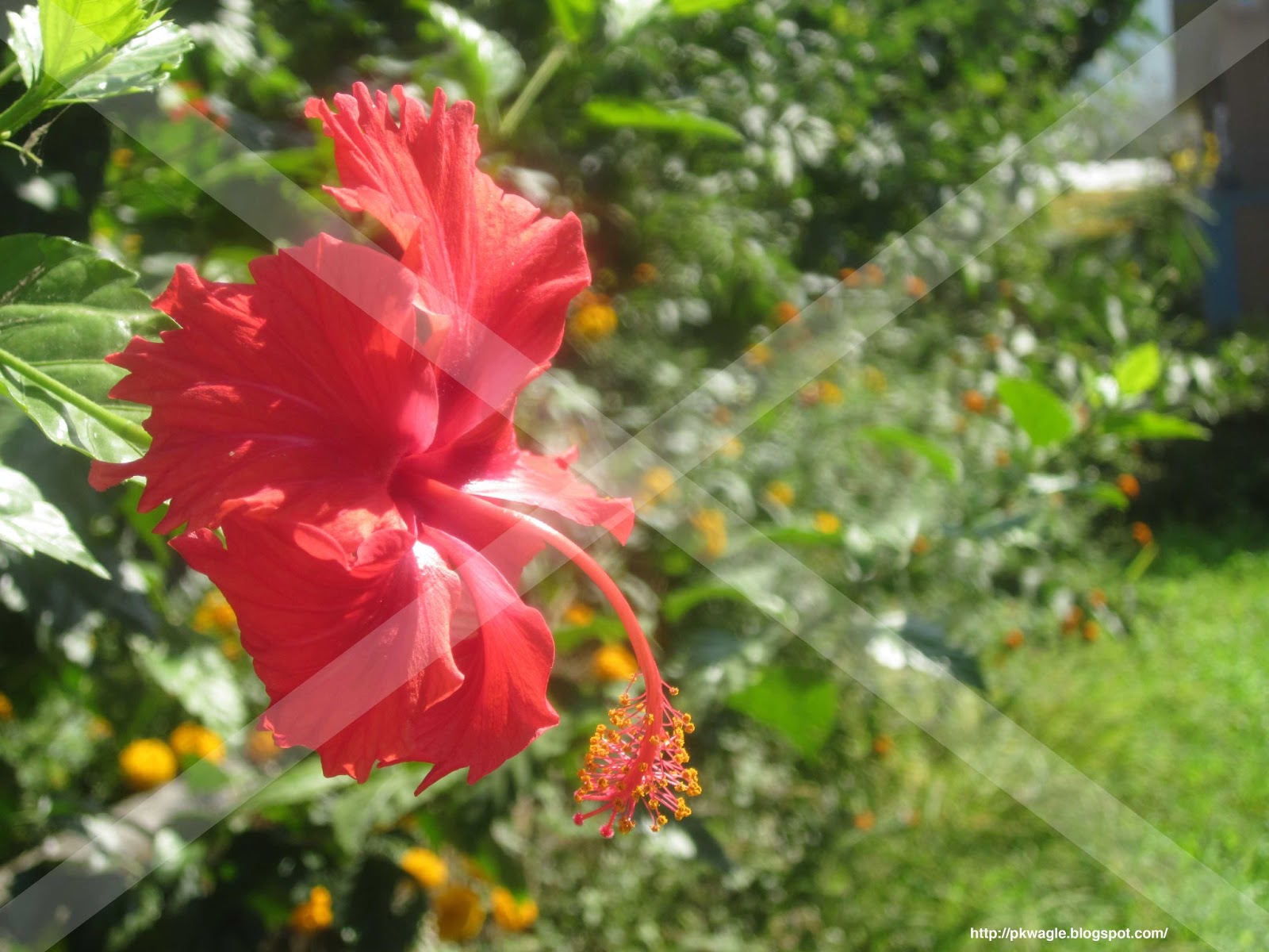 Prakash Wagle: June 2013