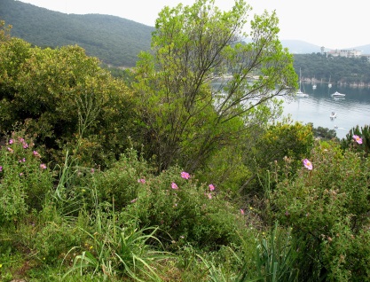 The Nature of My Memories: Maquis and garrigue