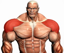 Basic exercises to build muscles of the shoulders (Pictures ...