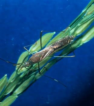 Rice insect pest in Bangladesh: Rice insect pest