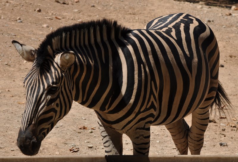 ZOOTOGRAFIANDO (6.100 ANIMALS): CEBRA COMÚN / COMMON ZEBRA (Equus quagga)