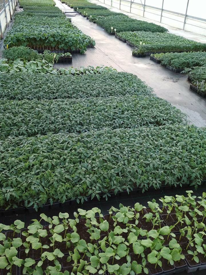 ΚΗΠΕΥΤΙΚΑ 2018 | GEOPONIC Γεωπονικές συμβουλές, πληροφορίες, Γεωπονικά ...