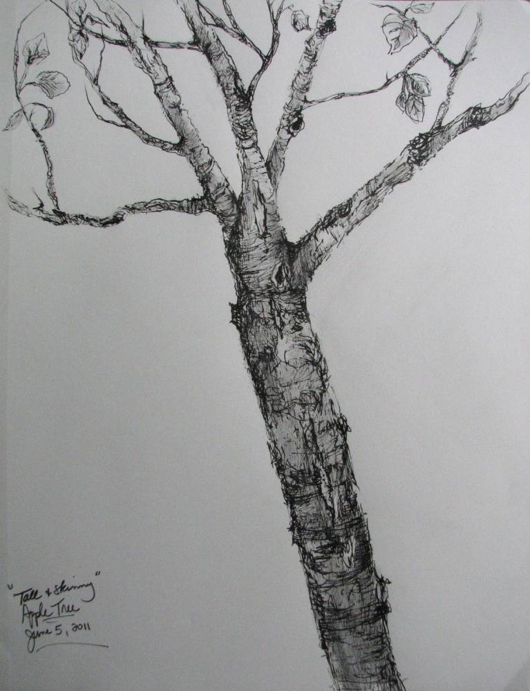 Apple Tree Pencil Drawing