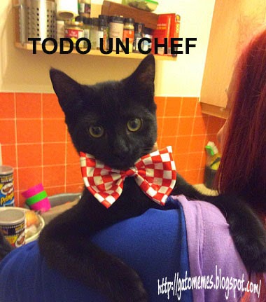 Memes De Gatos Chistosos: Gatito Chef | Imágenes Y Memes De Gatos