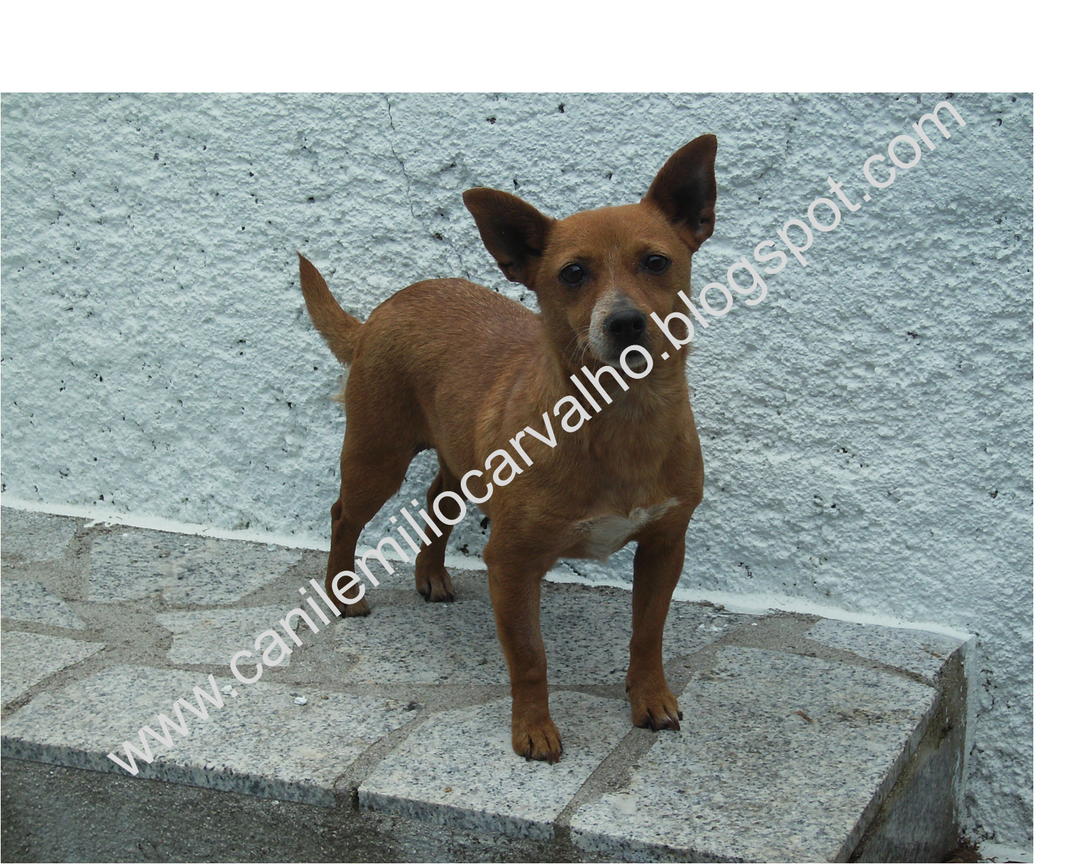 CANIL EMÍLIO CARVALHO: ESTALÃO DO PODENGO PORTUGUÊS