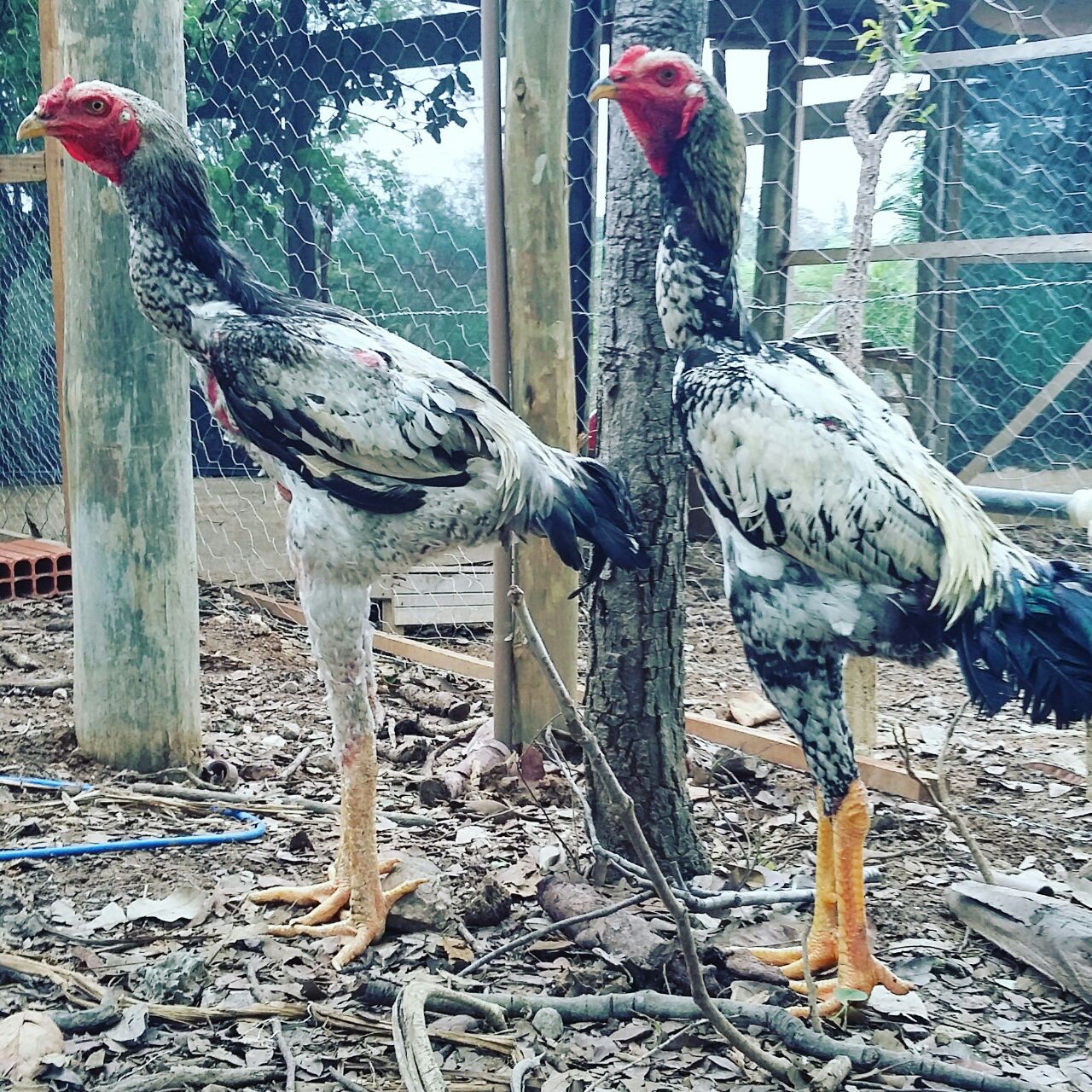 TABELA DE MEDIDA DO INDIO GIGANTE