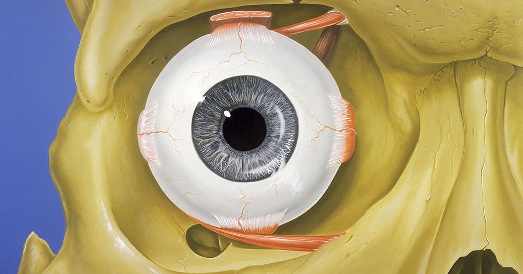 FISIOLOFAR: LA ORBITA, LA CASA DE LOS OJOS