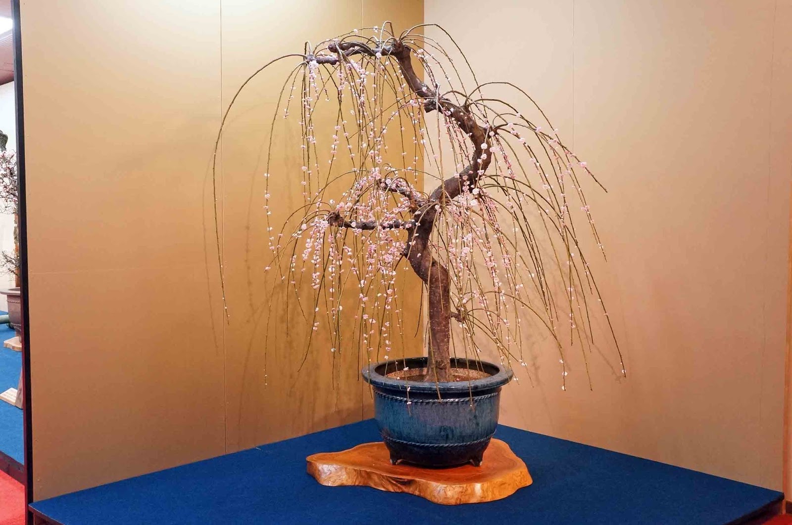 For Your Small Japanese Garden by YUKIMONO: The 65th Bonsai Exhibition ...