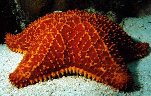 BINTANG LAUT, BINTANG MENGULAR, BULU BABI | YANJUZ