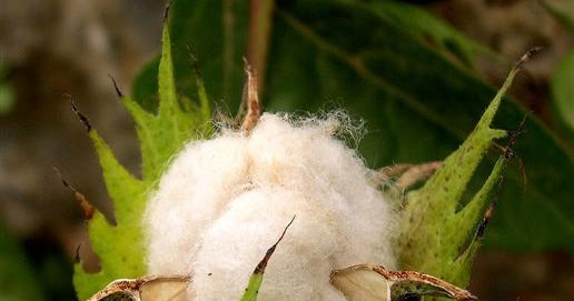 FLORA Y FAUNA DEL PERÚ: flora y fauna de la costa