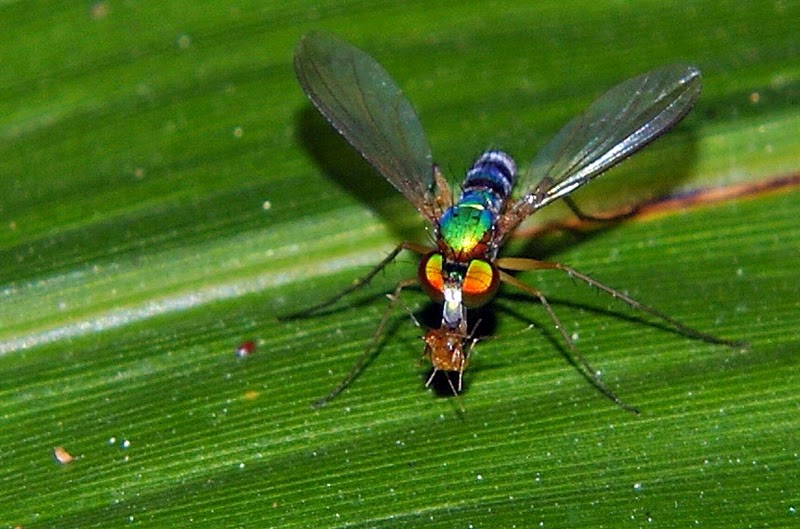 Compound Eyes of Insects
