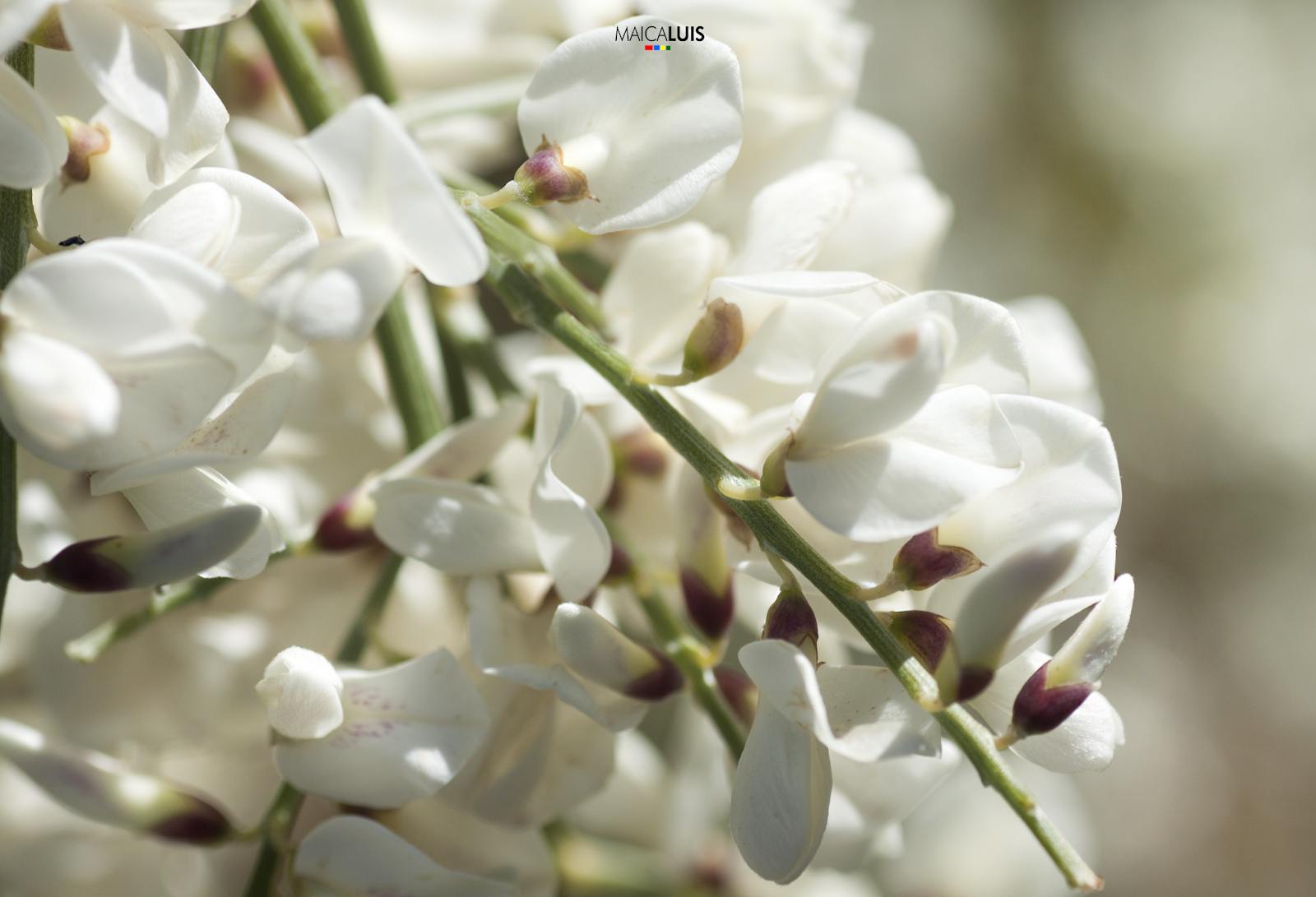 MAICA LUIS Fotos: Retama blanca canaria, retama costera o retamón.