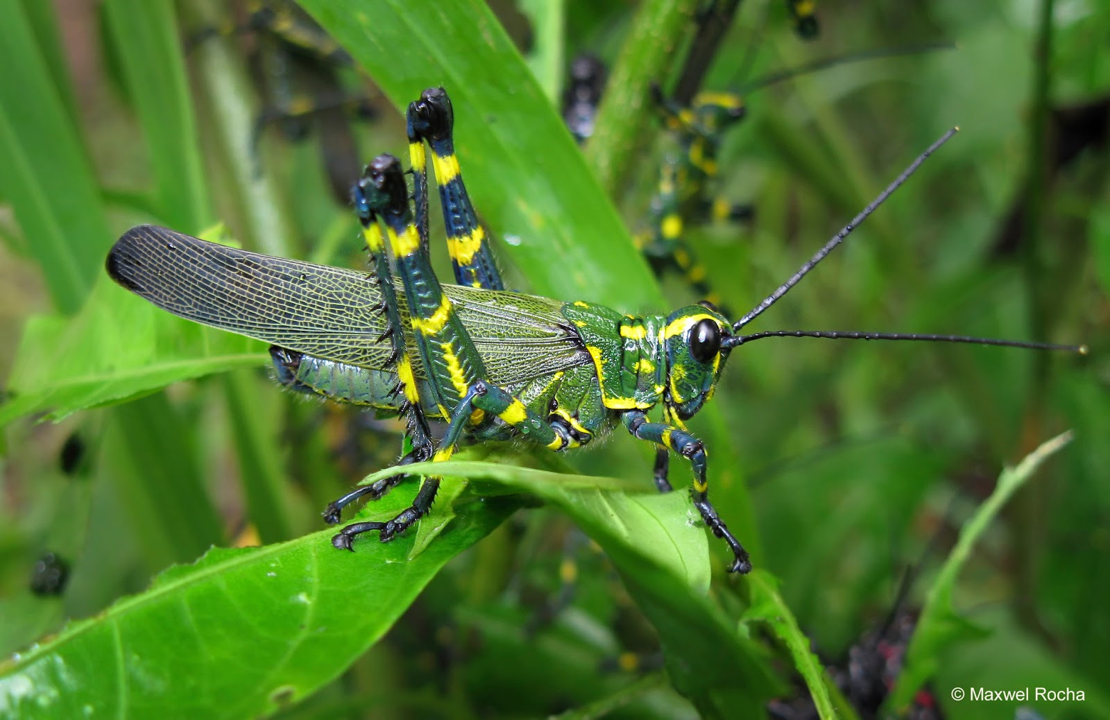 Macrofotografia por Maxwel Rocha: Grilos e Gafanhotos