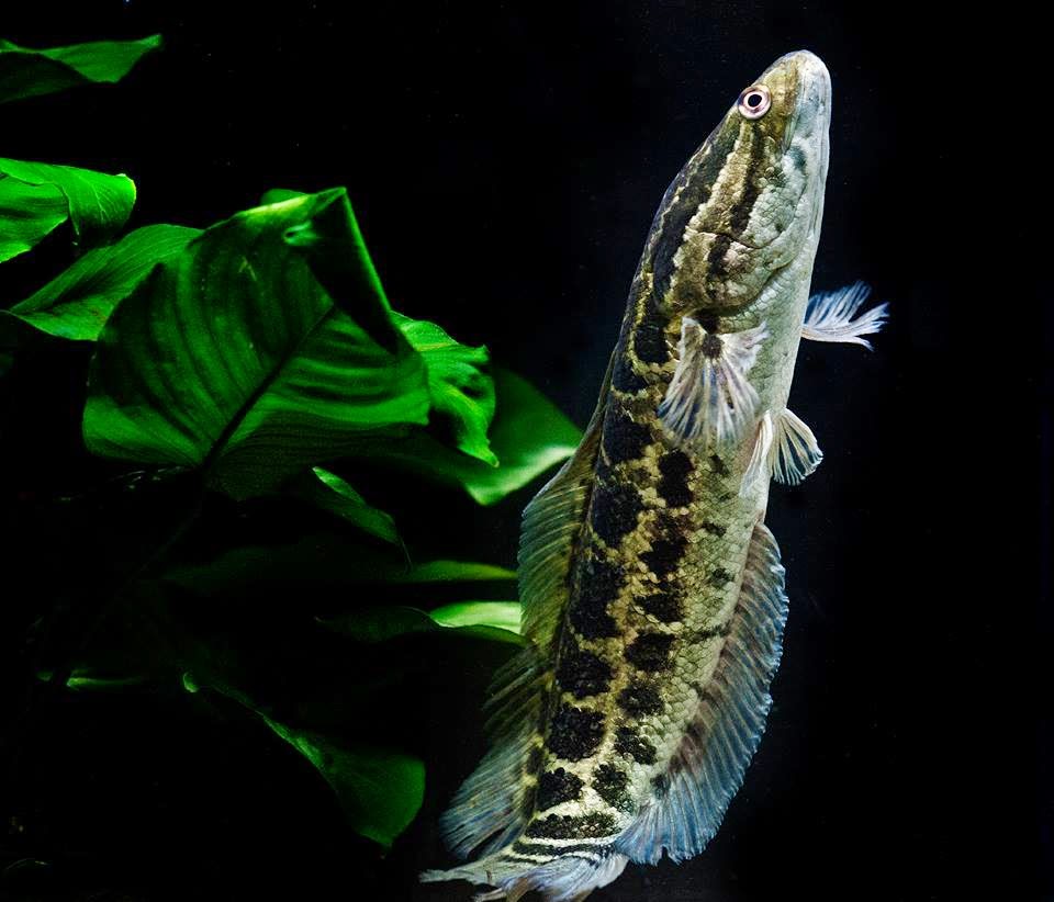 Mahamaya Hiko: Jenis jenis snakehead fish (Channidae family)