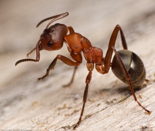 Swegi Gonbup: May 2014