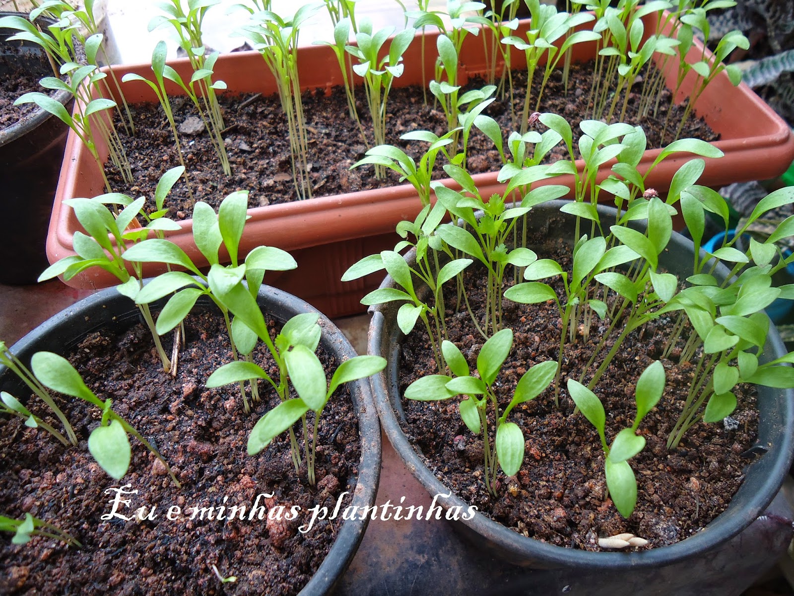 Eu e minhas plantinhas: Coentro(Coriandrum sativum) x cacto Epiphyllum ...