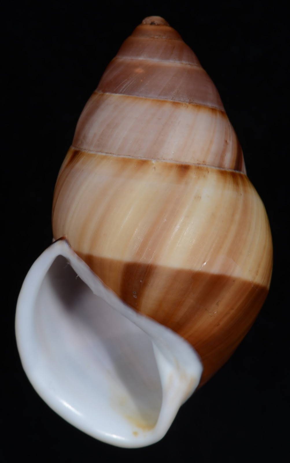 Dr. Lee's Gallery Museum: Amphidromus inversus annamiticus 45.11mm ...