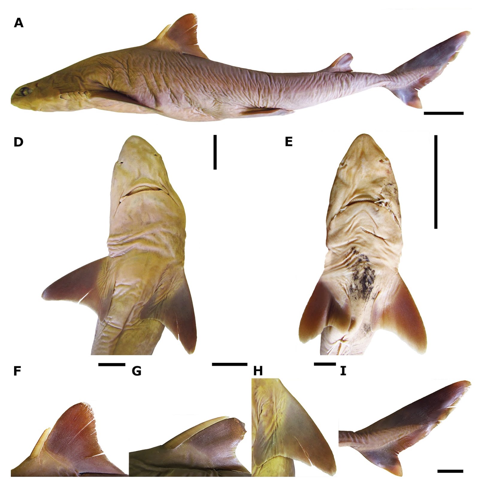 Squalidae Shark