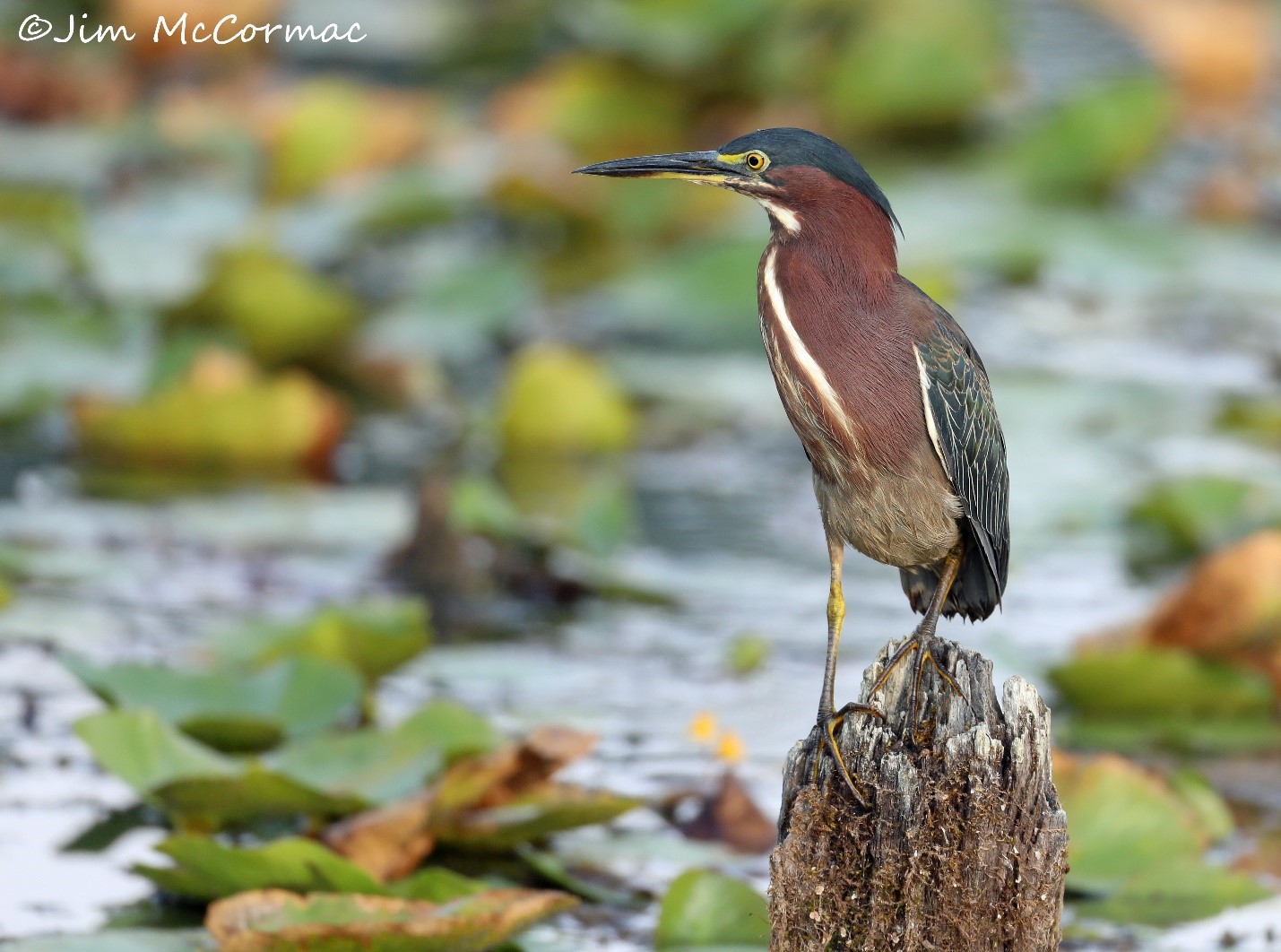 Ohio Birds and Biodiversity